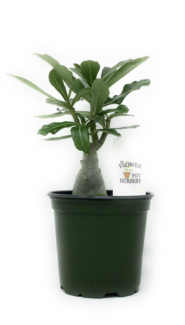 FlowerPotNursery Desert Rose CF 05 Splash Petals Adenium obesum CF 05 4 ...