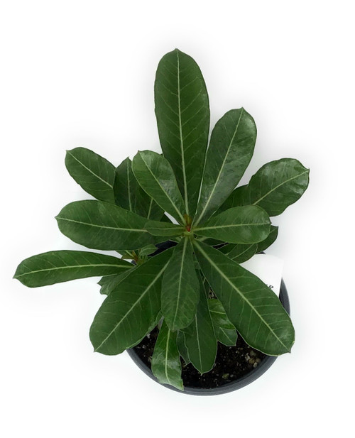 FlowerPotNursery Desert Rose CF 05 Splash Petals Adenium obesum CF 05 4 ...