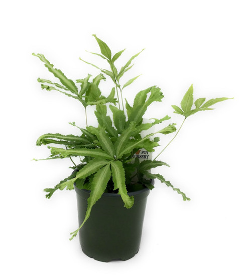 FlowerPotNursery Moonlight Fern Cretan Brake Fern Pteris cretica Mayii ...
