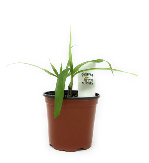 FlowerPotNursery Chinese Ground Orchid Kate Bletilla yokohama Kate 4 ...