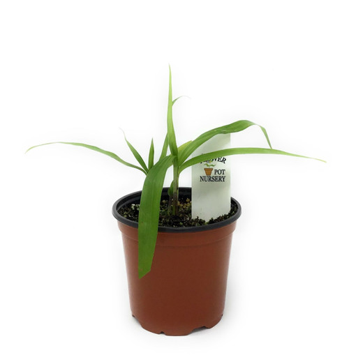 FlowerPotNursery Chinese Ground Orchid Kate Bletilla yokohama Kate 4 ...