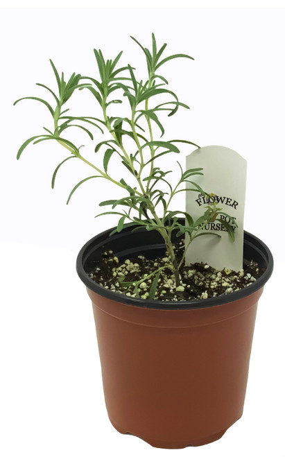 FlowerPotNursery Arp Rosemary Rosmarinus officinalis 4” Pot - The ...