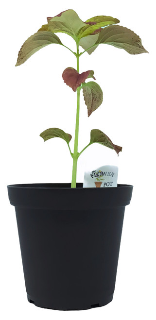 FlowerPotNursery Coleus Alabama Sunset Coleus scutellarioides Alabama S ...