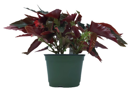 FlowerPotNursery Angel Wing Torch Red Begonia Begonia sp. Torch Red 6 ...