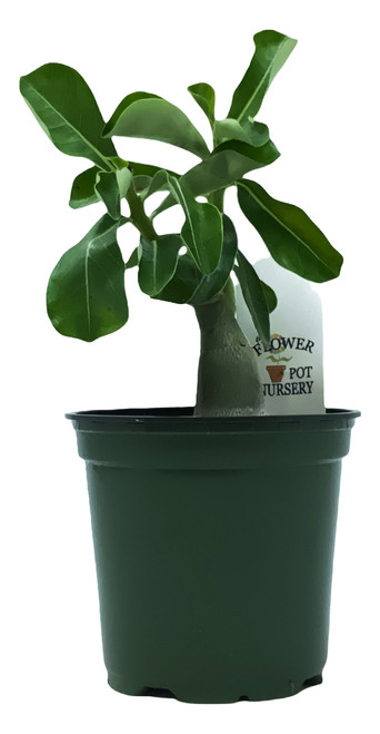 FlowerPotNursery Thai Hyb. Desert Rose CD 03 Picotee Adenium obesum CD ...