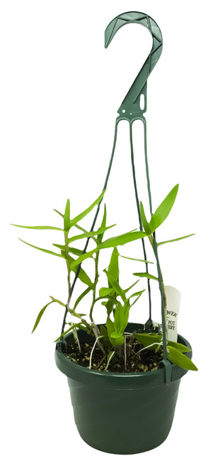 FlowerPotNursery Reed Stem Orchid Orange Epidendrum radicans 6" Basket ...