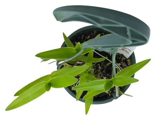 FlowerPotNursery Reed Stem Orchid Orange Epidendrum radicans 6" Basket ...