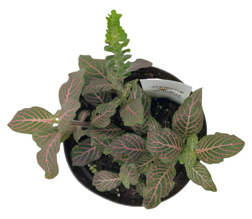 FlowerPotNursery Nephthytis Arrowhead Plant Syngonium sp. Pink Vein 4 ...