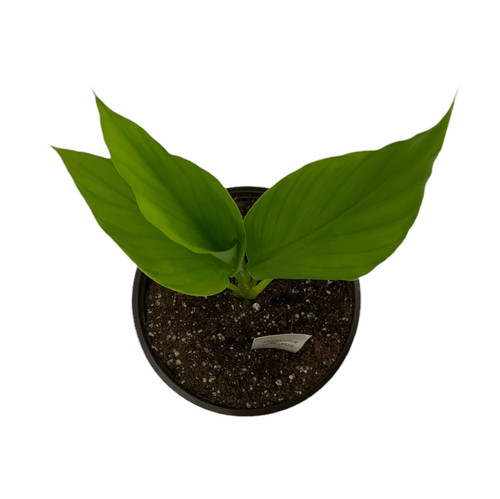 FlowerPotNursery Yellow Turmeric Ginger Curcuma Longa 1 Gallon Pot ...