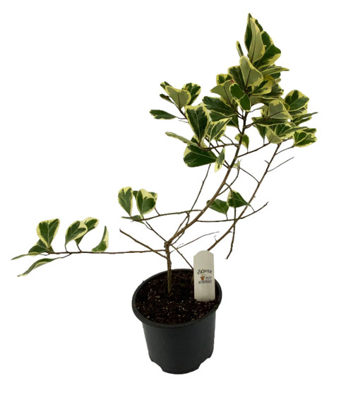 FlowerPotNursery Variegated Ficus Triangularis F. triangularis ...