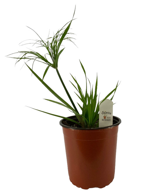 FlowerPotNursery Graceful Grasses® Cyperus involucratus Baby Tut® 1 ...