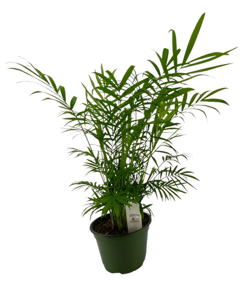 FlowerPotNursery Neanthe Bella Parlor Palm Chamaedorea elegans 6" Pot ...