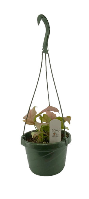 FlowerPotNursery Pink Nephthytis Arrowhead Plant Syngonium sp Pink 6 ...