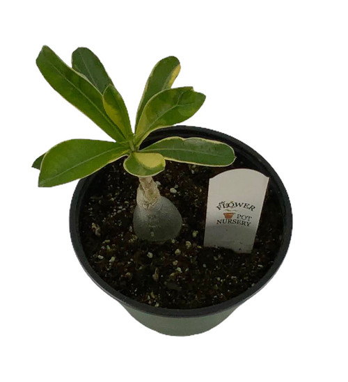 FlowerPotNursery Variegated Desert Rose Red Purple Adenium obesum Red P ...