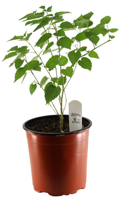 FlowerPotNursery Everbearing Mulberry Tree Morus rubra Everbearing 1 ...