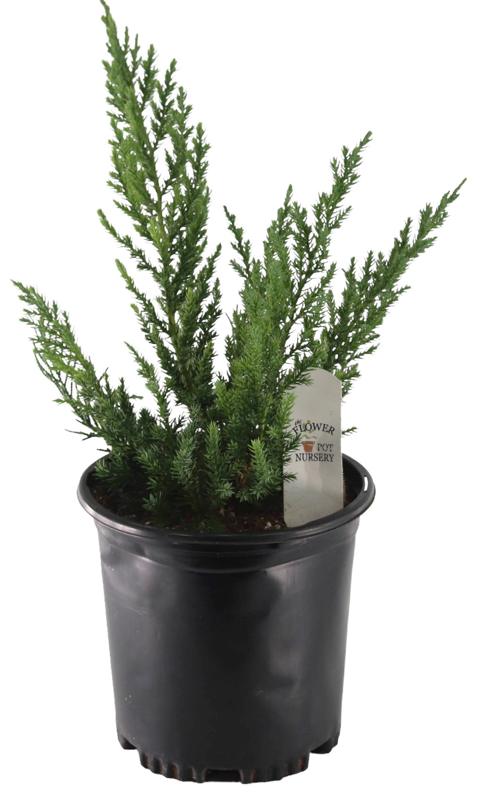 FlowerPotNursery Parsons Juniper Juniperus davurica Expansa Parsonii 1 ...