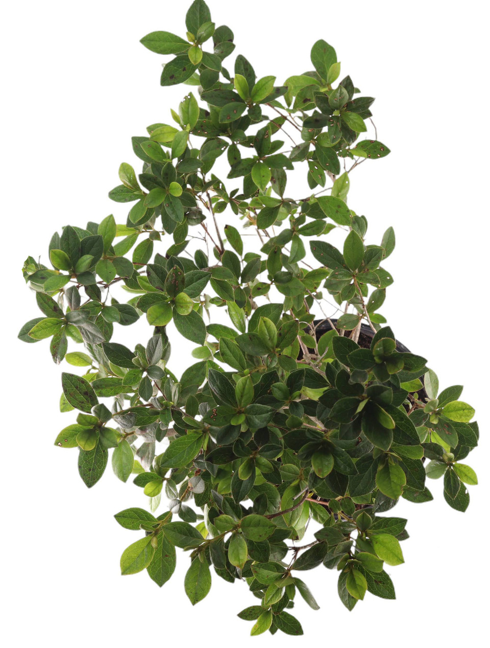 FlowerPotNursery Judge Solomon Azalea Rhododendron sp. Judge Solomon 1 ...