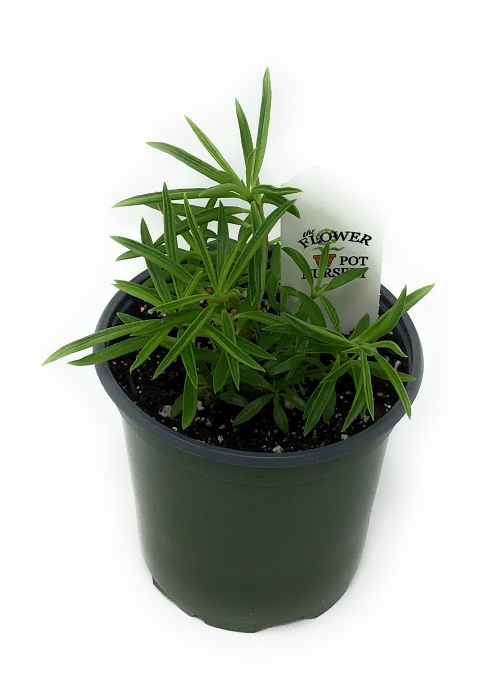 FlowerPotNursery Peperomia Happy Bean Peperomia ferreyrae 6" Pot - The ...