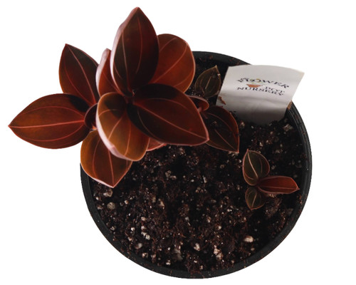 FlowerPotNursery Sea Turtle Jewel Orchid Ludochilus sp. Sea Turtle 4 ...