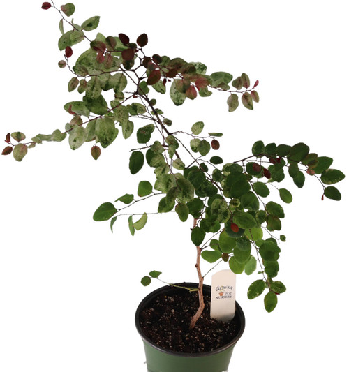 FlowerPotNursery Roseopicta Snow Bush Breynia disticha Roseo picta 6 ...
