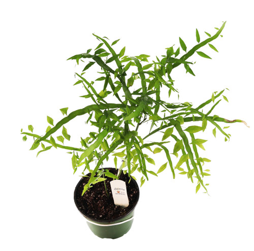 FlowerPotNursery Tapeworm Ribbon Plant Bush Homalocladium platycladum 6 ...