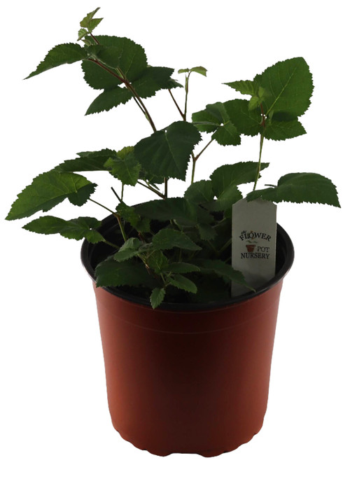 FlowerPotNursery Triple Crown Thornless Blackberry Rubus sp. Triple C ...