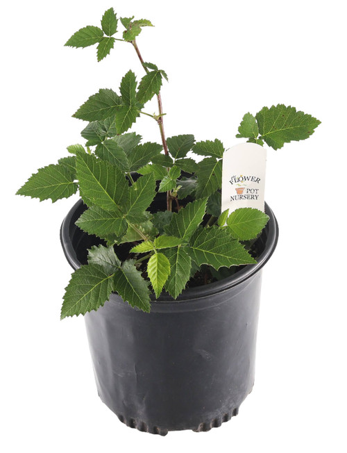 FlowerPotNursery Prime-Ark® Freedom Thornless Blackberry Rubus sp. Fre ...