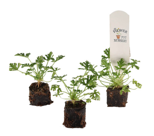 FlowerPotNursery Citronella Mosquito Plant Pelargonium citrosum Plug 3 ...