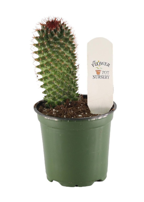 FlowerPotNursery Red Headed Irishman Cactus Mammillaria spinosissima 4 ...