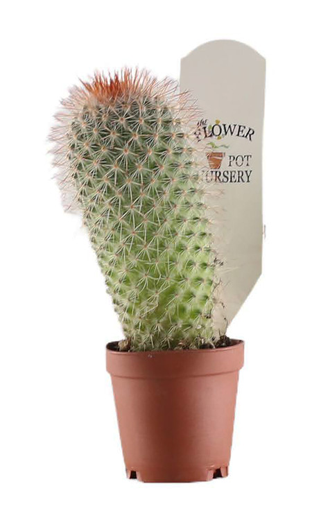 FlowerPotNursery Red Headed Irishman Cactus Mammillaria spinosissima 2 ...