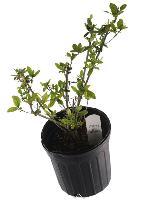 FlowerPotNursery Amelia Rose Azalea Rhododendron sp. Amelia Rose 1 ...