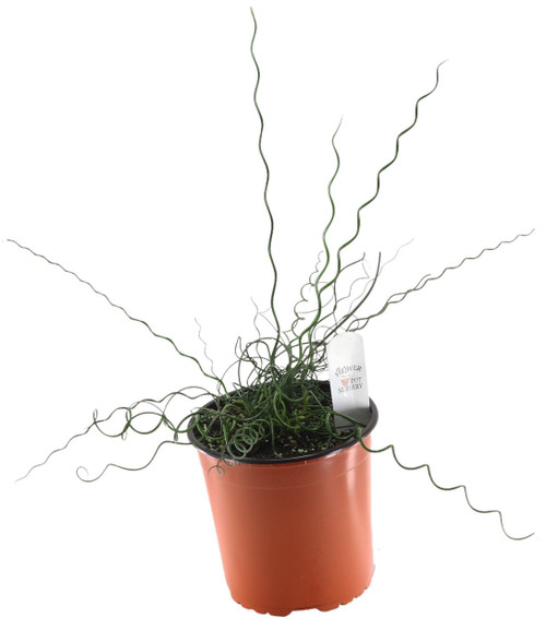 FlowerPotNursery Corkscrew Rush Juncus effusus Big Twister 1 Gallon Pot ...