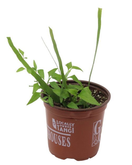 FlowerPotNursery Tapeworm Ribbon Plant Bush Homalocladium platycladum 4 ...