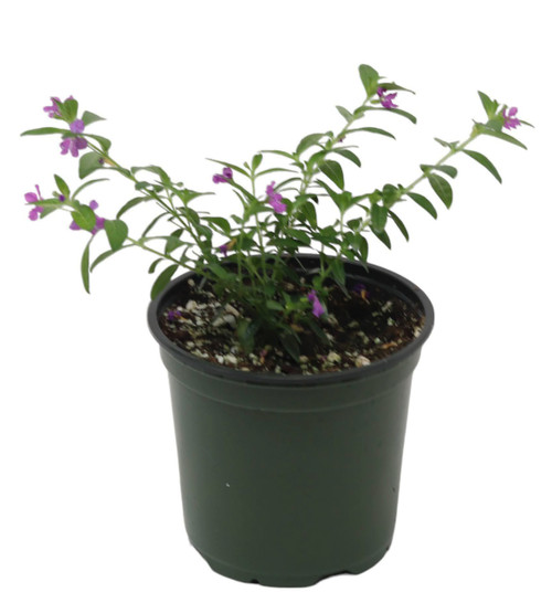 FlowerPotNursery Purple Mexican Heather Cuphea hyssopifolia 4" Pot ...