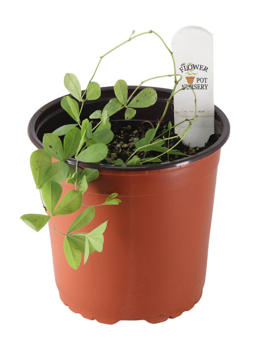 FlowerPotNursery Blue False Indigo Baptisia australis 1 Gallon Pot ...