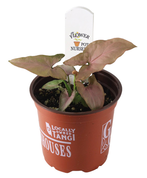 FlowerPotNursery Nephthytis Arrowhead Plant Syngonium sp. Pink ...