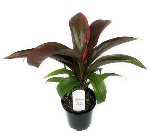 FlowerPotNursery Hawaiian Ti Plant Baby Doll Ti Cordyline t.-fruticosa ...