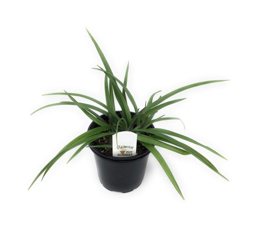 FlowerPotNursery Spiderwort Sweet Kate Tradescantia andersoniana Sweet ...