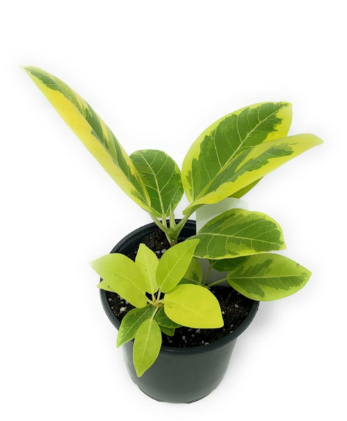 FlowerPotNursery Golden Gem Rubber Plant Ficus altissima Golden Gem 4 ...