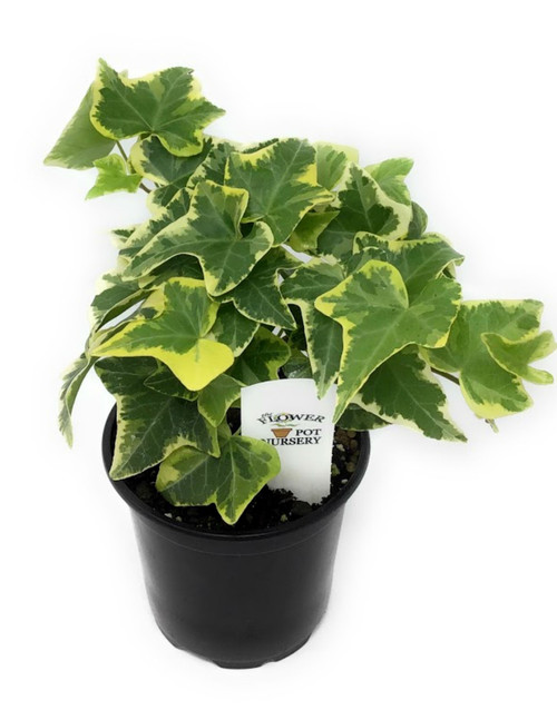 FlowerPotNursery English Ivy Gold Child Hedera helix Gold Child 4" Pot ...