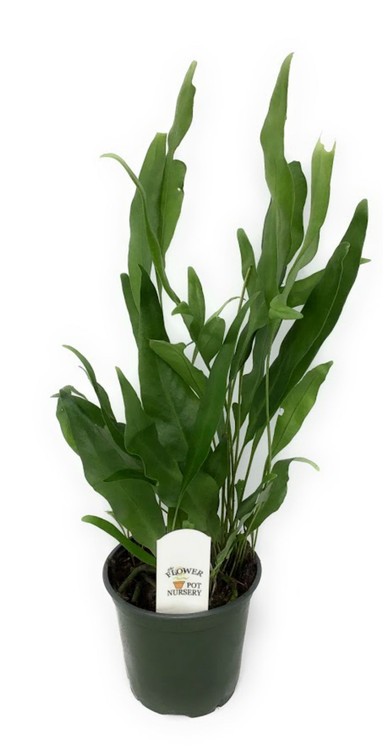 FlowerPotNursery Hawaiian Laua’e Fern Kangaroo Microsorum grossum Lauae ...