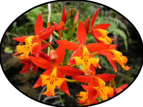 FlowerPotNursery Reed Stem Orchid Orange Epidendrum radicans 4" Pot ...
