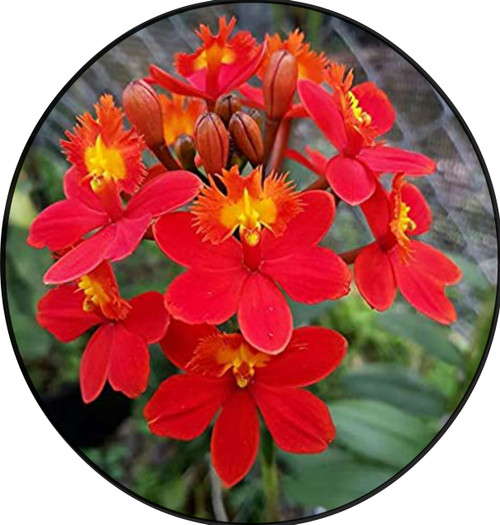 FlowerPotNursery Epidendrum sp. Max Valley Shiranui Orchid 6" Pot - The ...