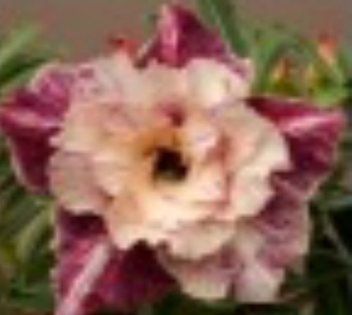 FlowerPotNursery Desert Rose CF 05 Splash Petals Adenium obesum CF 05 4 ...