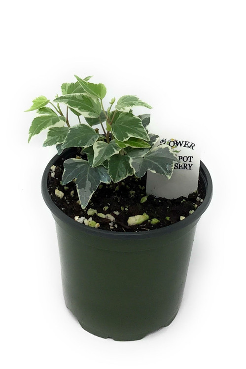 FlowerPotNursery Golden Esther English Ivy Hedera helix Golden Esther 4 ...