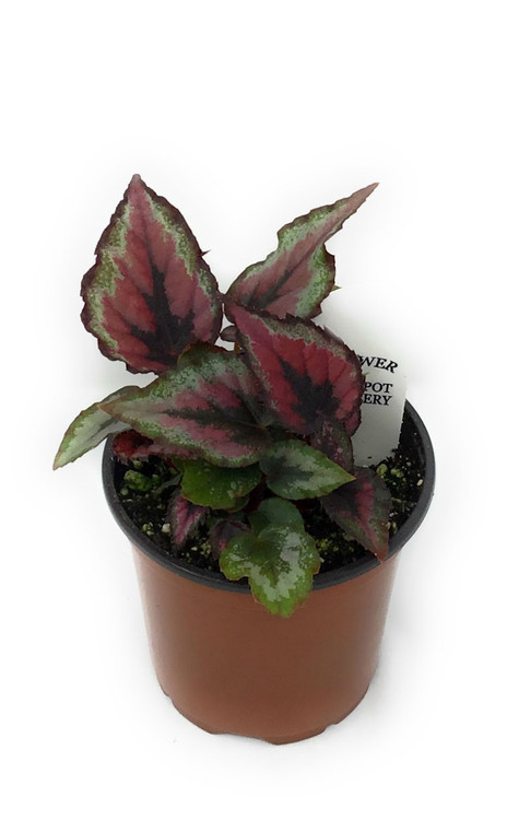 FlowerPotNursery Rex Begonia Red Tango Begonia rex Red Tango 4" Pot ...