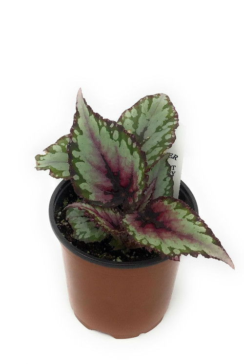 FlowerPotNursery Rex Begonia Salsa Begonia rex Salsa 4" Pot - The ...