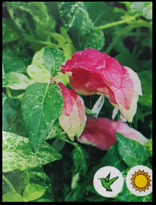 FlowerPotNursery Variegated Shrimp Plant Justicia brandegeana Variegata ...