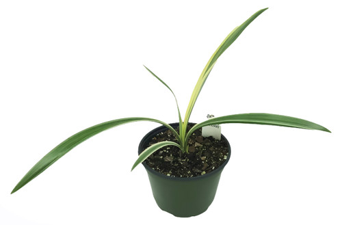 FlowerPotNursery Variegated Beach Spider Lily H. littoralis Variegata 6 ...