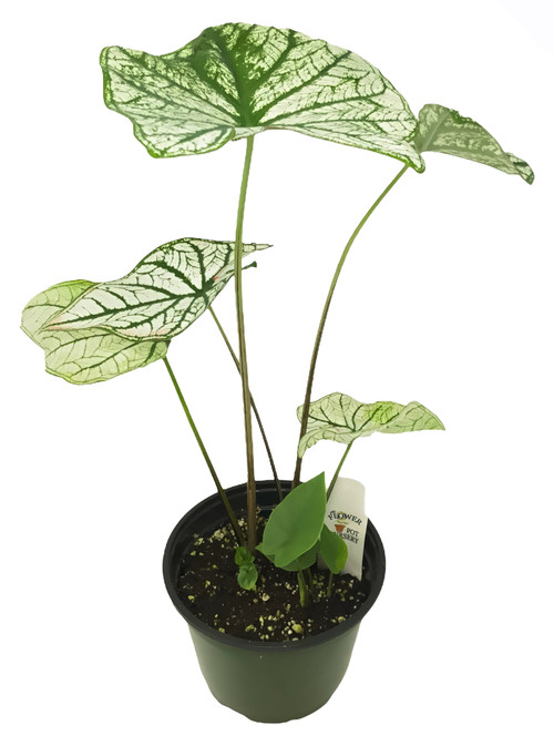 FlowerPotNursery Candidum Caladium Caladium Candidum 6" Pot - The ...
